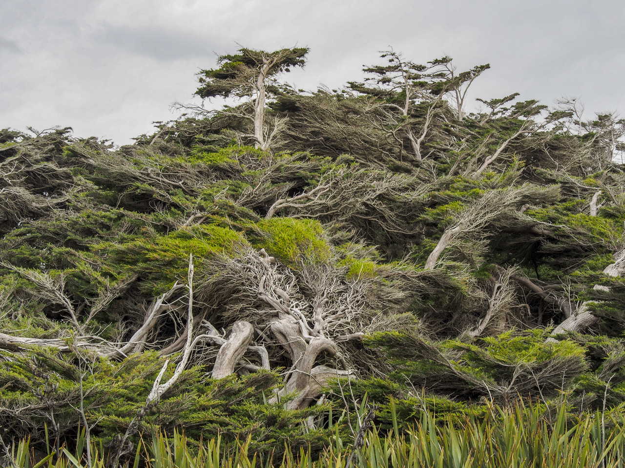 Strom Trees – trip around the world