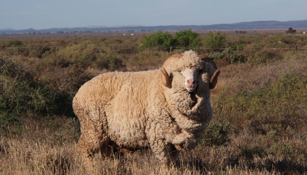 Merinoschaf – trip around the world